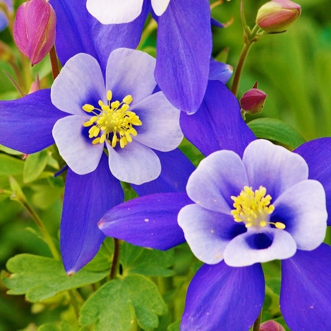 Blue Columbine Flower