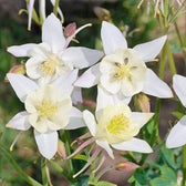 Columbine Seeds - Crystal Star | Flower Seeds in Packets & Bulk | Eden ...