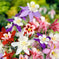 Columbine Seeds - McKana Giant Mix | Flower Seeds in Packets & Bulk ...