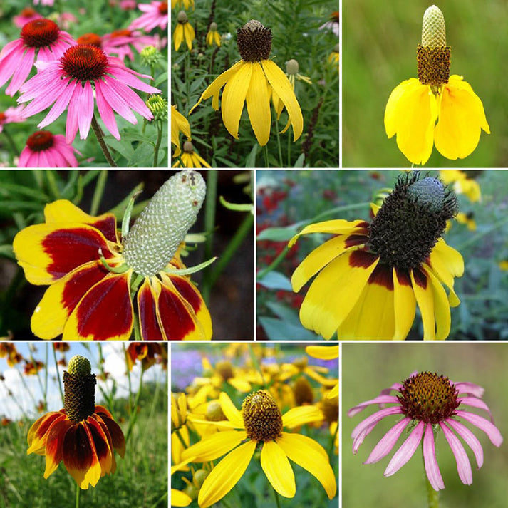 Conehead - Coneflower Seed Mix – Eden Brothers