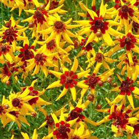 Coreopsis Seeds | Shop 10 Varieties | Eden Brothers