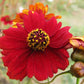 Plains Coreopsis Seeds - Tall Red | Flower Seeds in Packets & Bulk ...