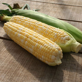 Corn Seeds | Shop 19 Varieties | Eden Brothers