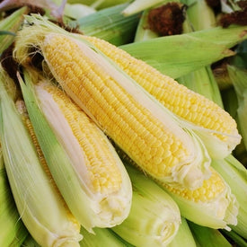 Corn Seeds | Shop 19 Varieties | Eden Brothers