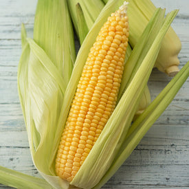 Corn Seeds | Shop 19 Varieties | Eden Brothers