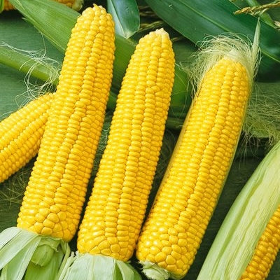 Corn Seeds | Shop 19 Varieties | Eden Brothers – Page 2