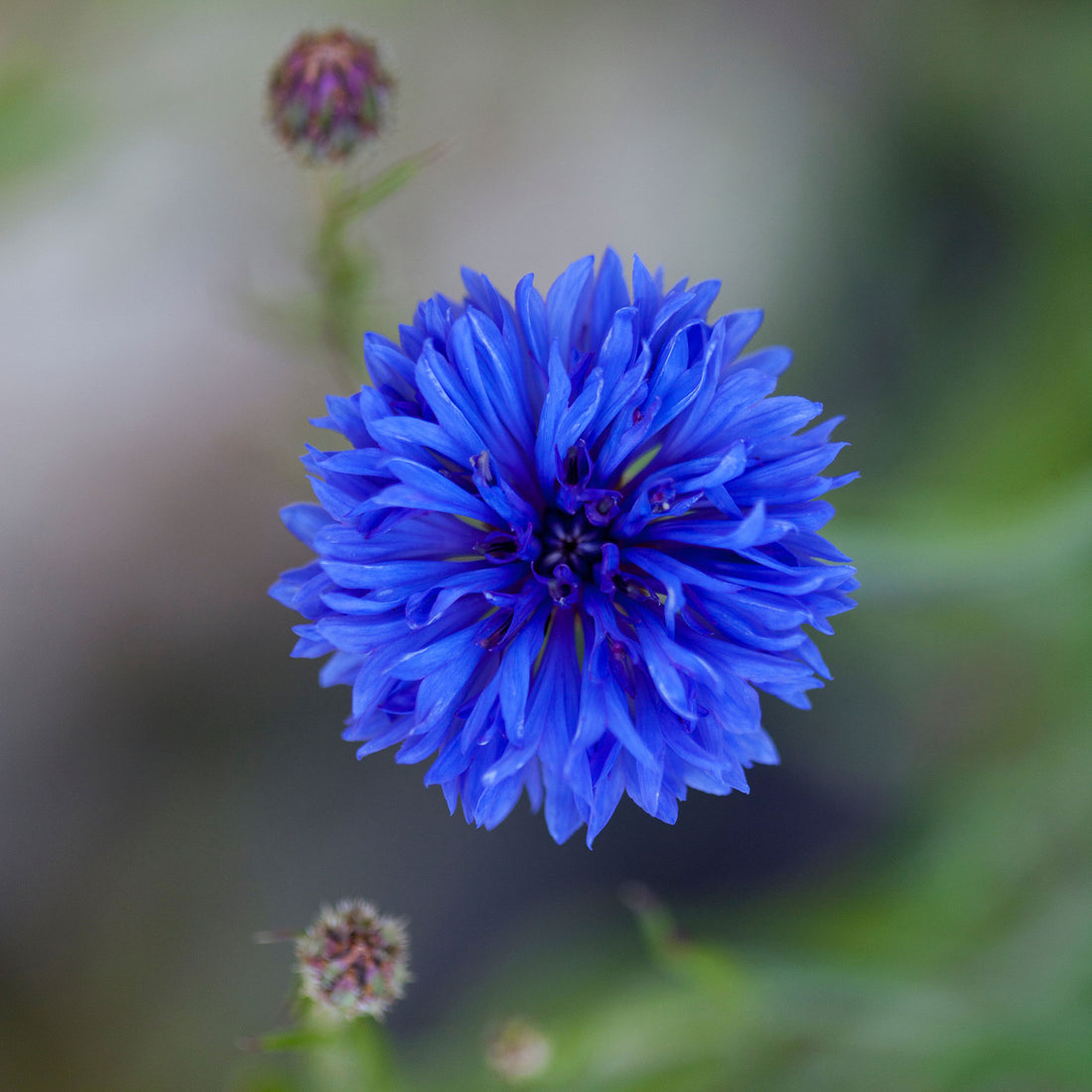 Cornflower Seeds - Dwarf Blue | Flower Seeds in Packets & Bulk | Eden ...