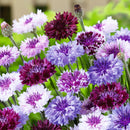 Cornflower Seeds - Frosty Mix | Flower Seeds in Packets & Bulk | Eden ...