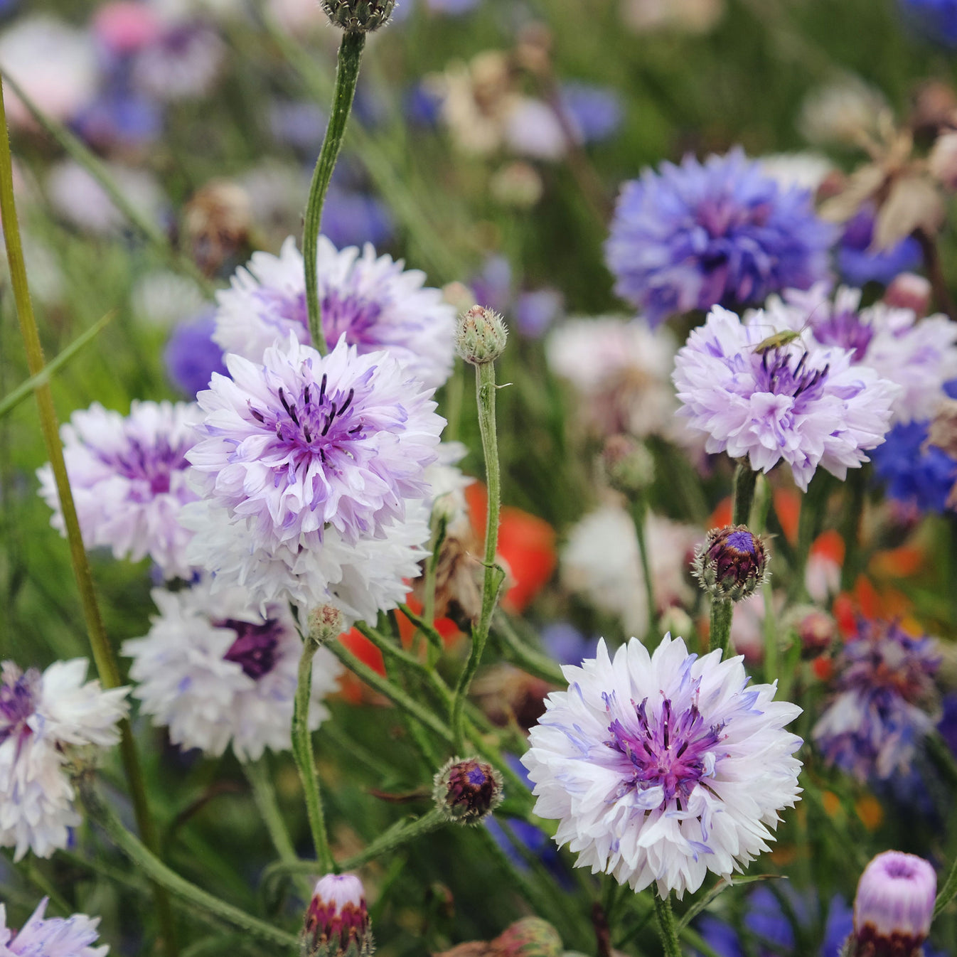 Cornflower Seeds - Frosty Mix | Flower Seeds in Packets & Bulk | Eden ...