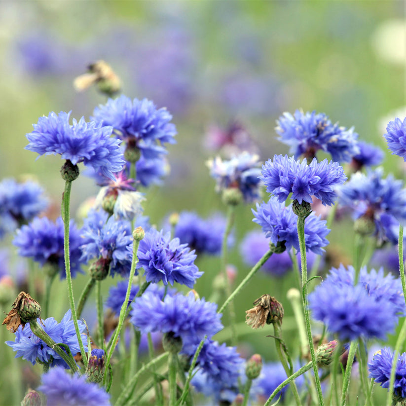 Cornflower Seeds - Tall Blue | Flower Seeds in Packets & Bulk | Eden ...