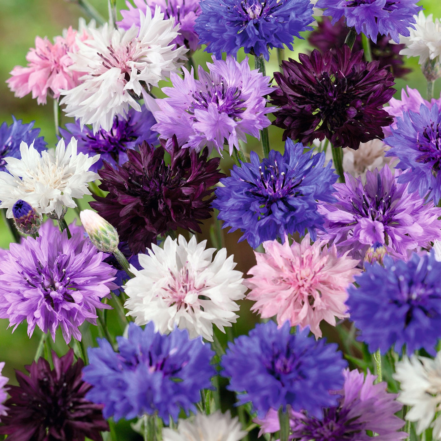 Cornflower Seeds - Tall Mix | Flower Seeds in Packets & Bulk | Eden ...