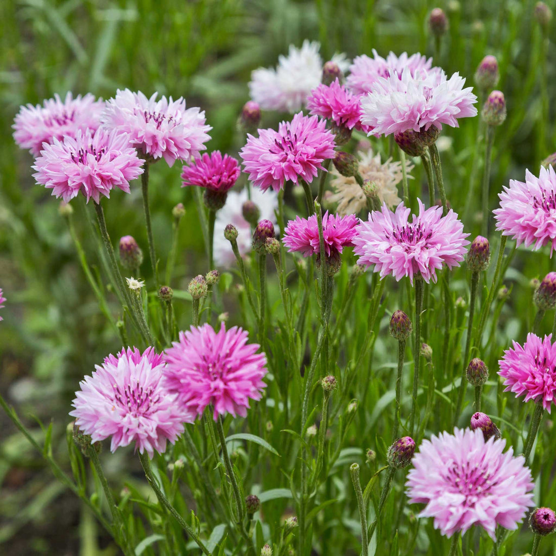 Cornflower Seeds - Tall Pink | Flower Seeds in Packets & Bulk | Eden ...