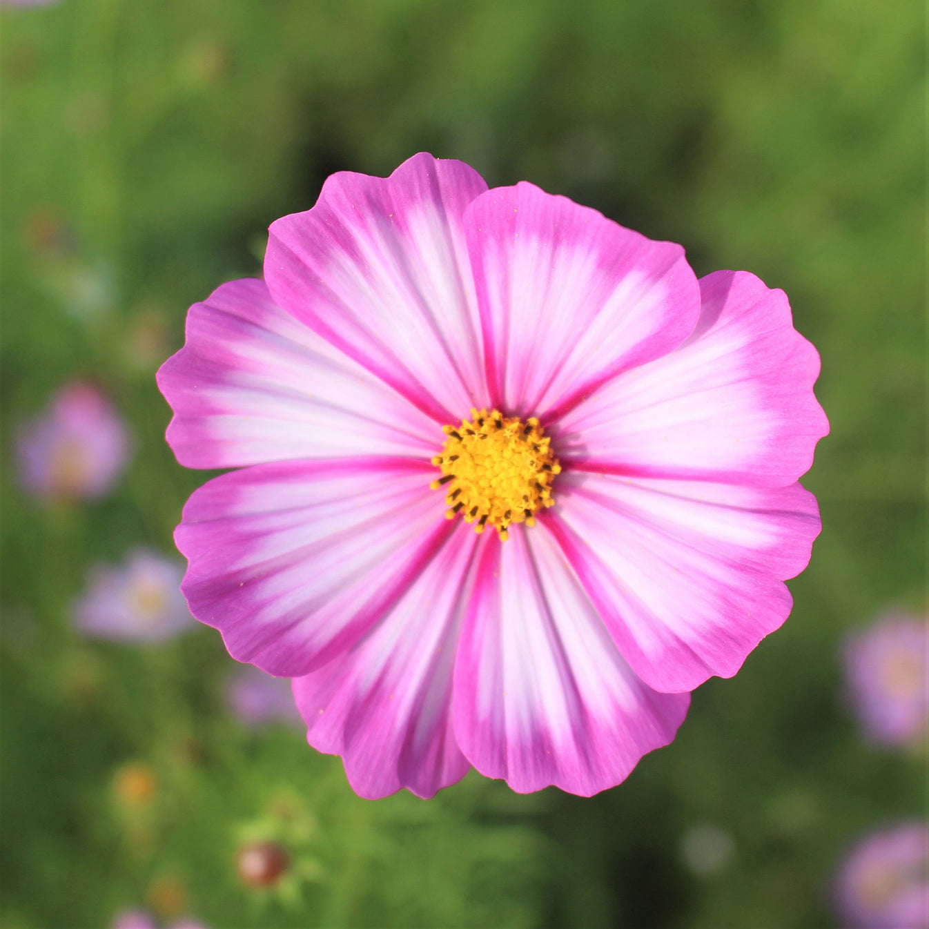 Cosmos Seeds - Candystripe | Flower Seeds in Packets & Bulk | Eden Brothers