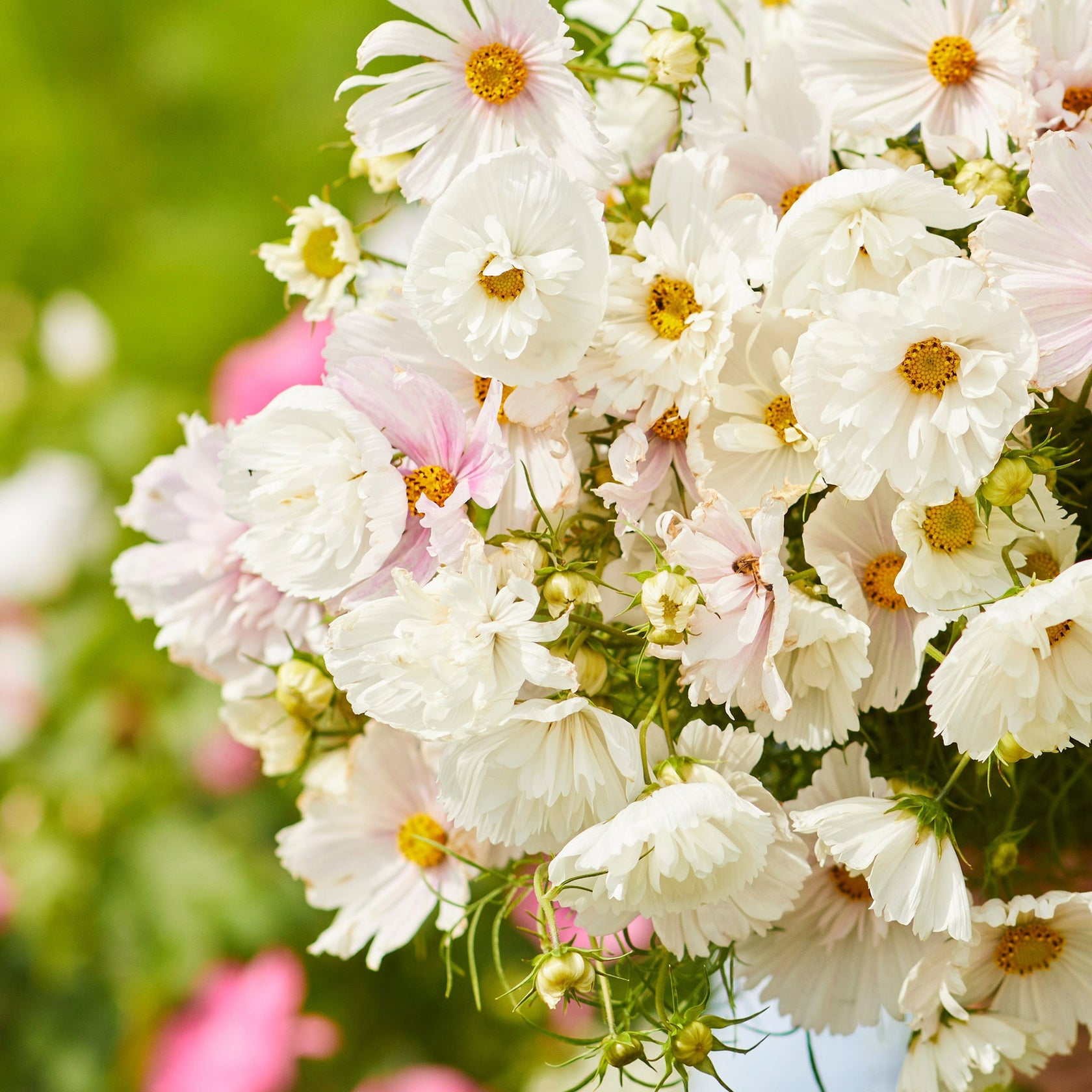 Cosmos Seeds - Cupcake Blush | Flower Seeds in Packets & Bulk | Eden ...