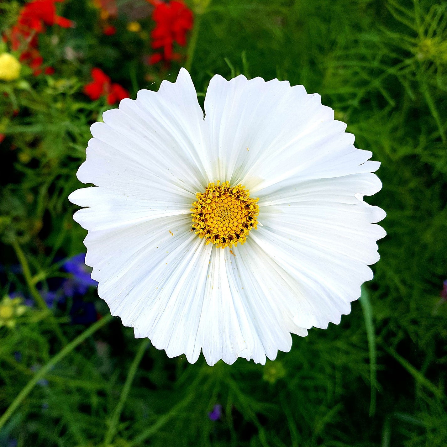 Cosmos Seeds - Cupcake White | Flower Seeds in Packets & Bulk | Eden ...