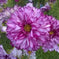 Cosmos Seeds - Double Click - Double Violet | Flower Seeds in Packets ...
