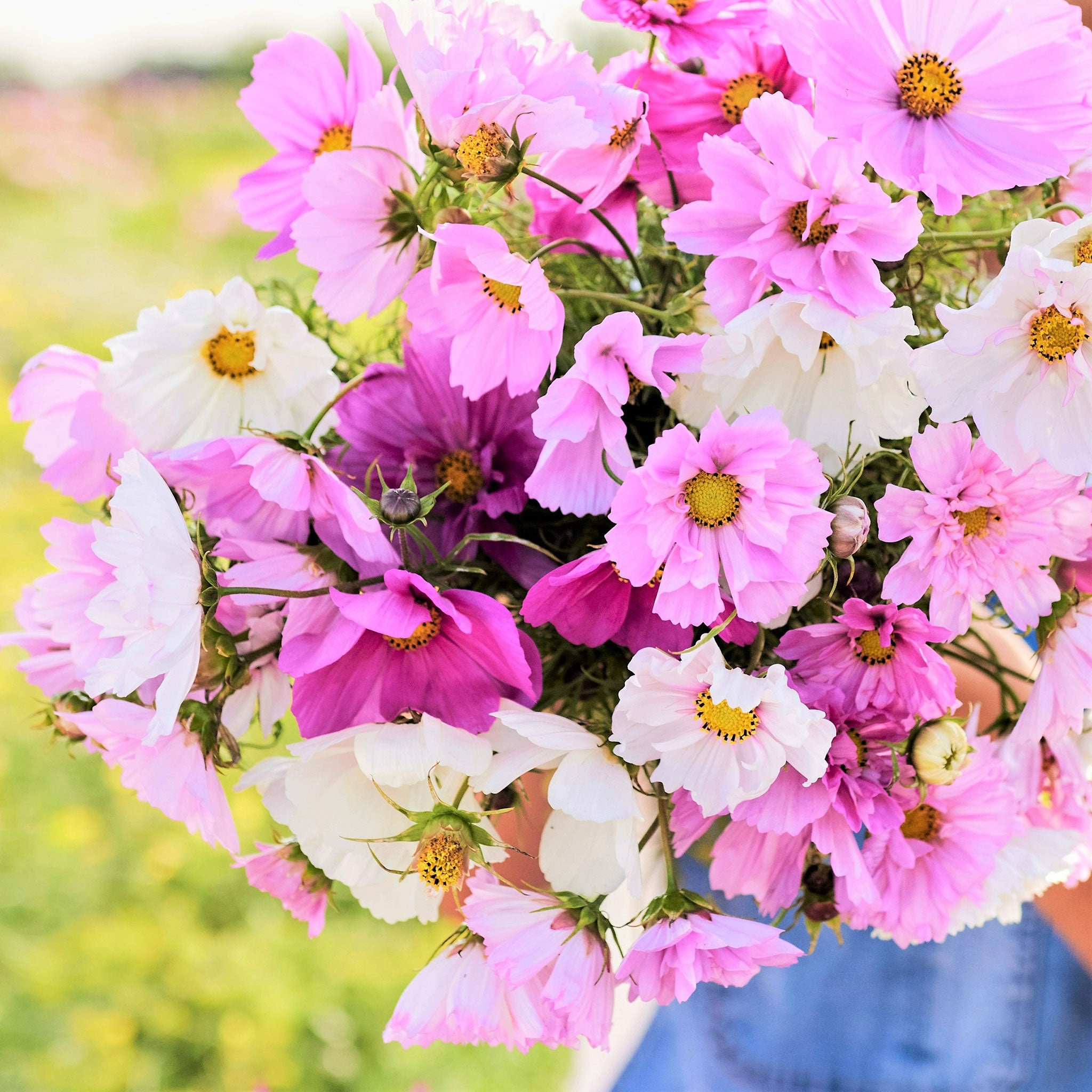 Cosmos Seeds - Double Click - Mixed | Flower Seeds in Packets & Bulk ...