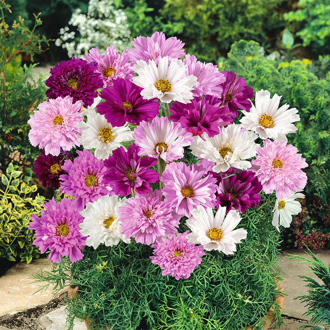 Cosmos Seeds - Double Click - Mixed | Flower Seeds in Packets & Bulk ...