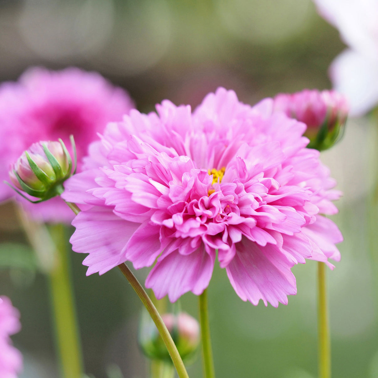 Cosmos Seeds - Double Click - Rose Bon Bon | Flower Seeds in Packets ...