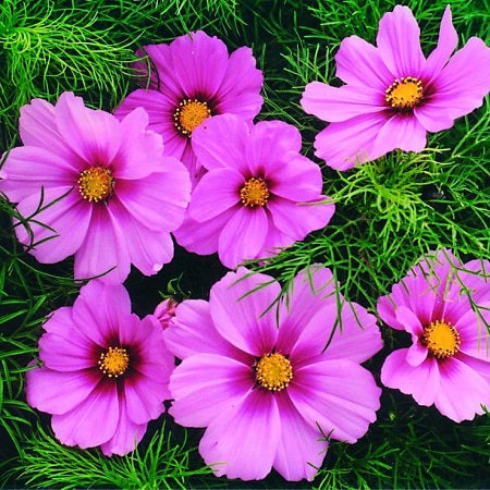 Cosmos Seeds | Shop 44 Varieties | Eden Brothers – Page 2