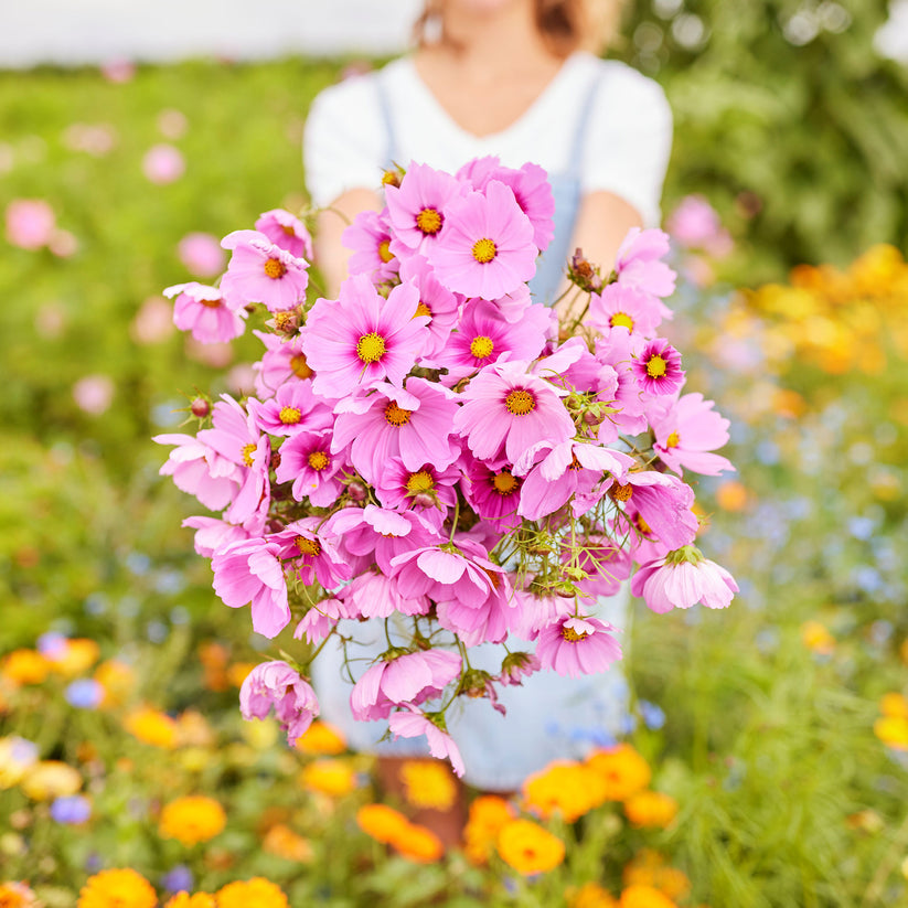 Cosmos Seeds - Gloria | Flower Seeds in Packets & Bulk | Eden Brothers
