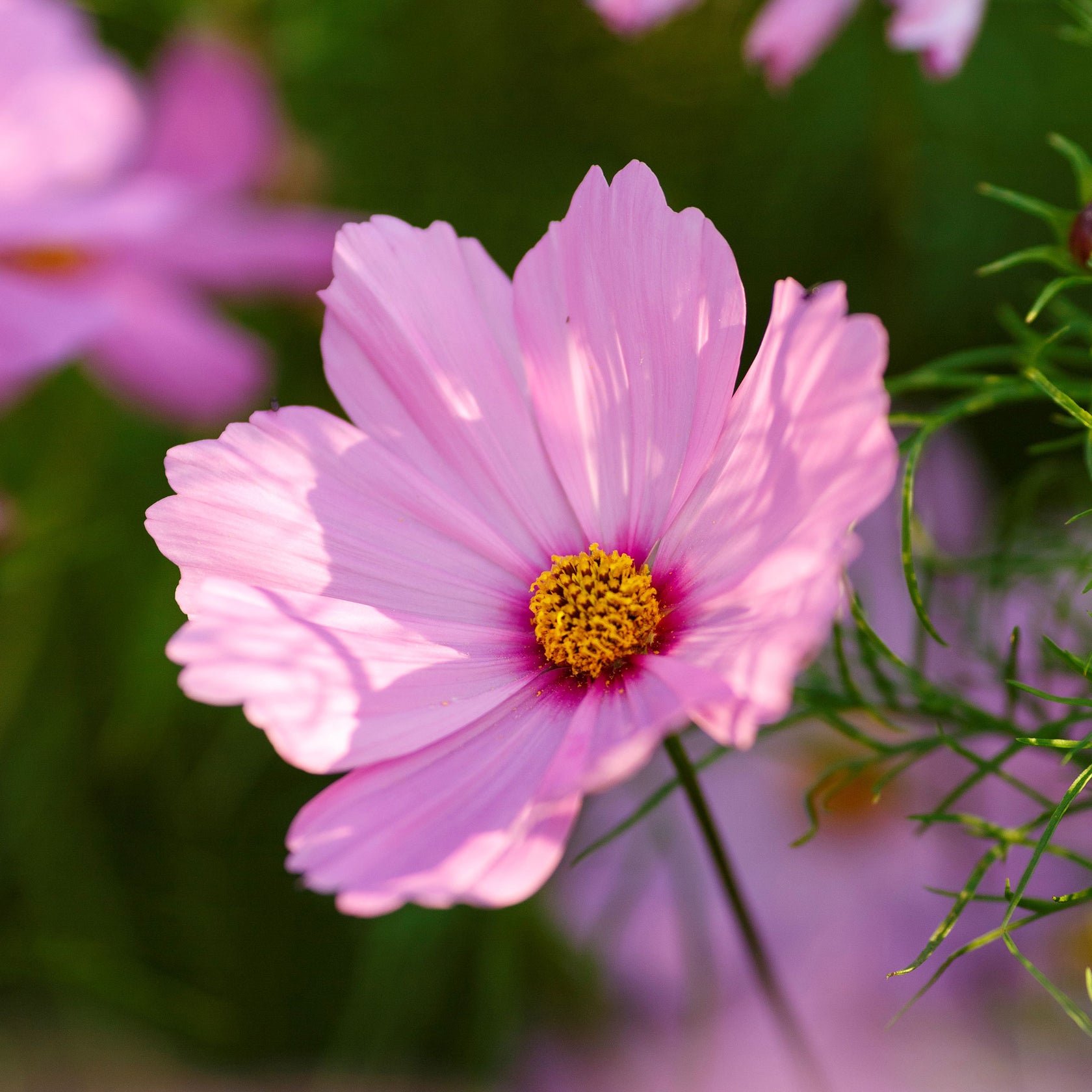 Cosmos Seeds - Gloria | Flower Seeds in Packets & Bulk | Eden Brothers