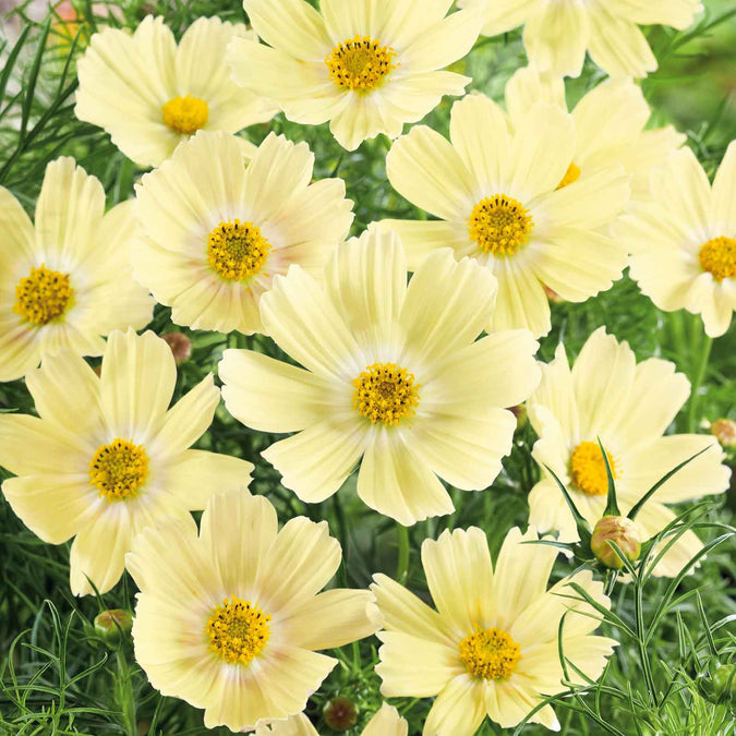 Cosmos Seeds - Lemonade | Flower Seeds in Packets & Bulk | Eden Brothers