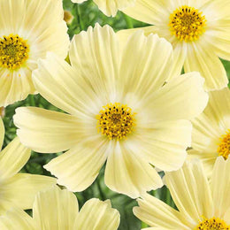 Cosmos Seeds - Lemonade | Flower Seeds in Packets & Bulk | Eden Brothers