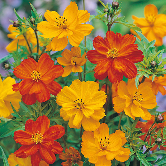Cosmos Seeds | Shop 44 Varieties | Eden Brothers – Page 2