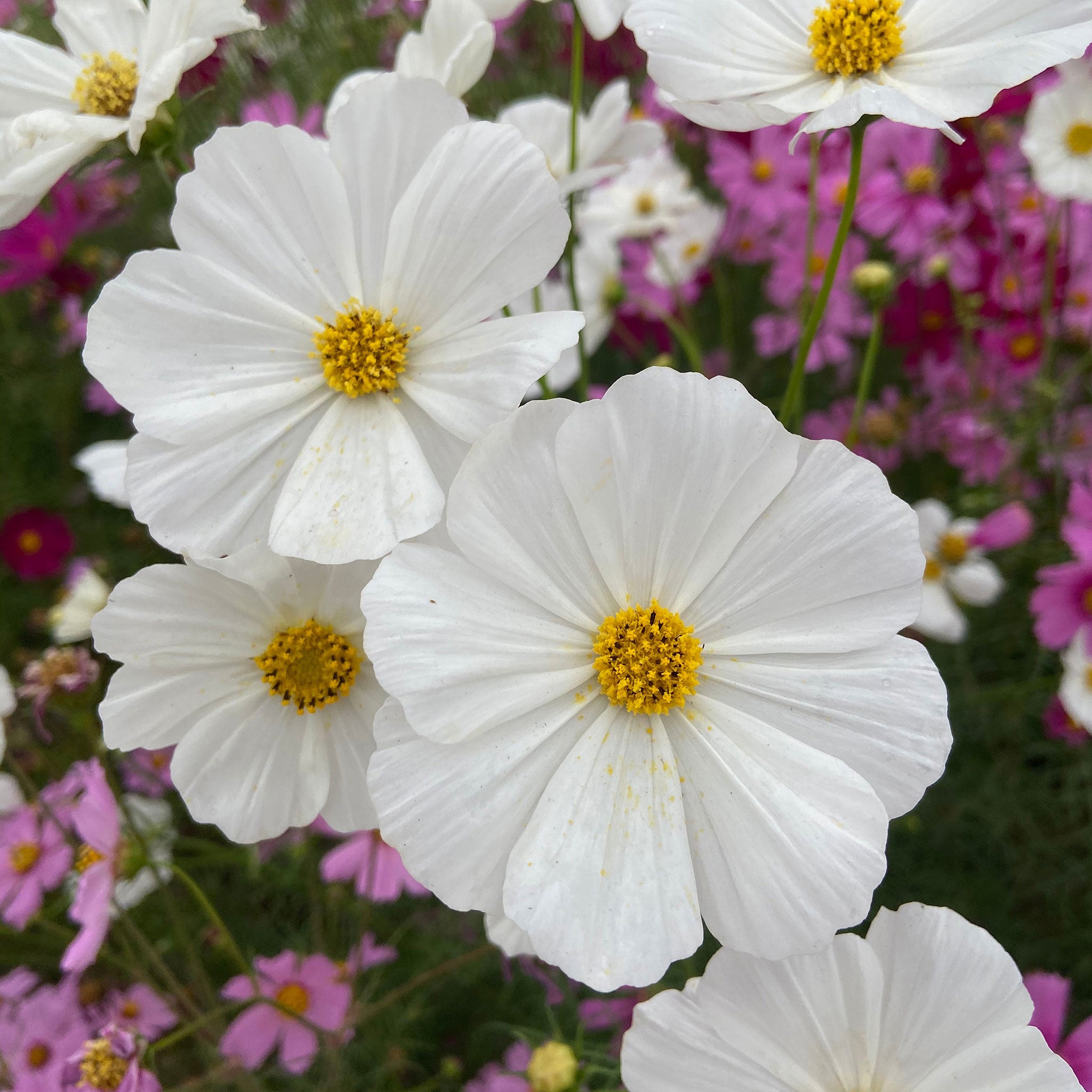 Cosmos Seeds - Purity | Flower Seeds in Packets & Bulk | Eden Brothers