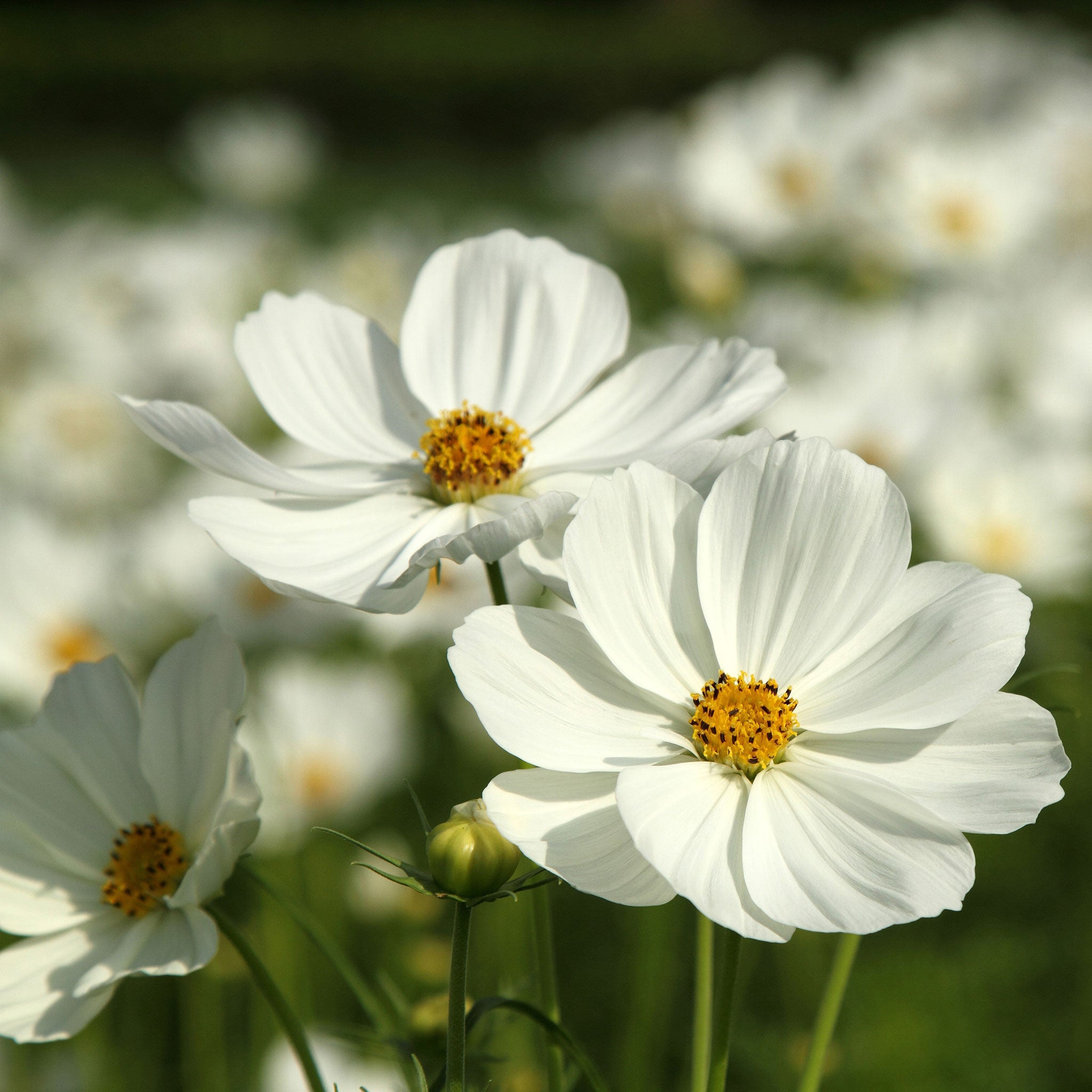 Cosmos Seeds - Purity | Flower Seeds in Packets & Bulk | Eden Brothers