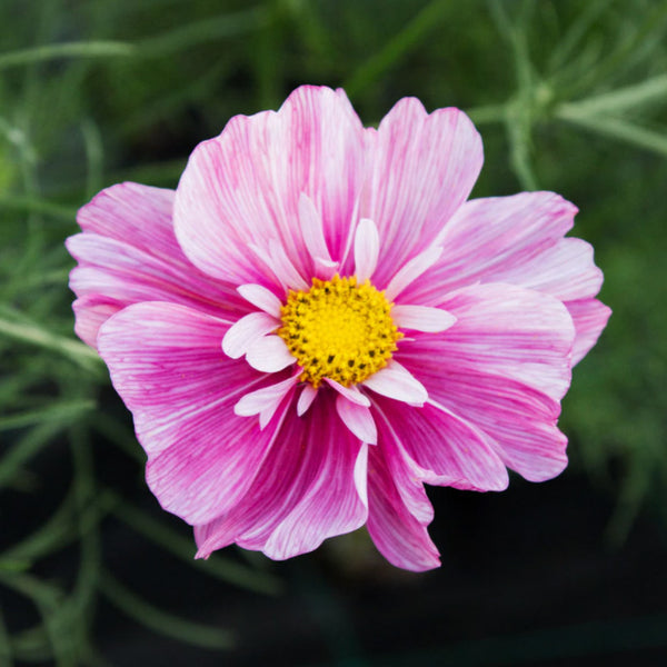 Cosmos Seeds - Rosetta | Flower Seeds in Packets & Bulk | Eden Brothers
