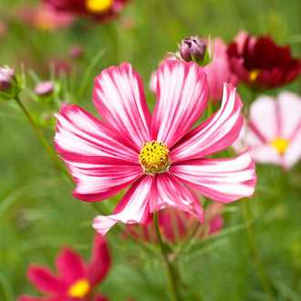 Cosmos Seeds | Shop 43 Varieties | Eden Brothers – Page 2