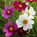 Cosmos Seeds - Versailles Tetra Mix | Flower Seeds in Packets & Bulk ...