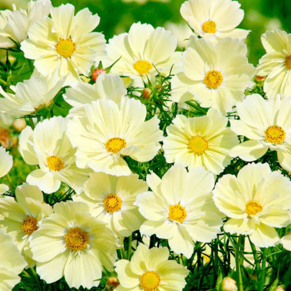 Cosmos Seeds - Xanthos | Flower Seeds in Packets & Bulk | Eden Brothers