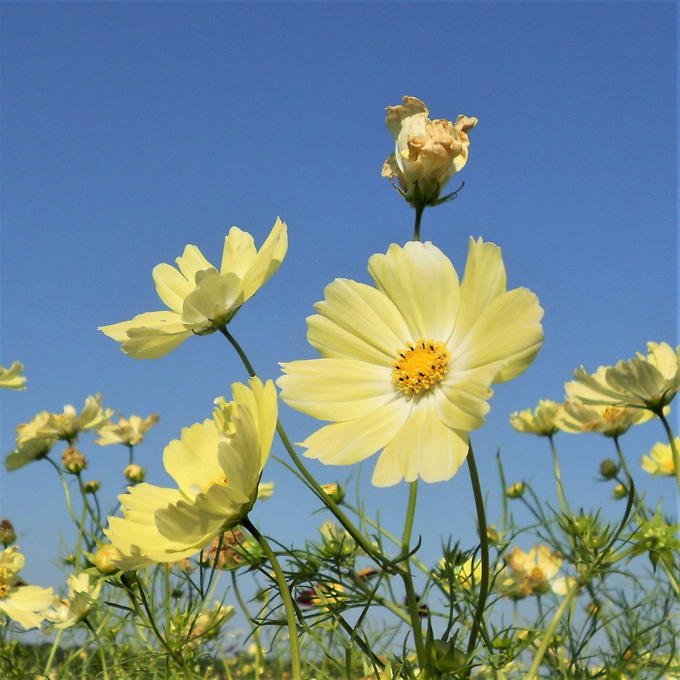 Cosmos Seeds - Xanthos | Flower Seeds in Packets & Bulk | Eden Brothers