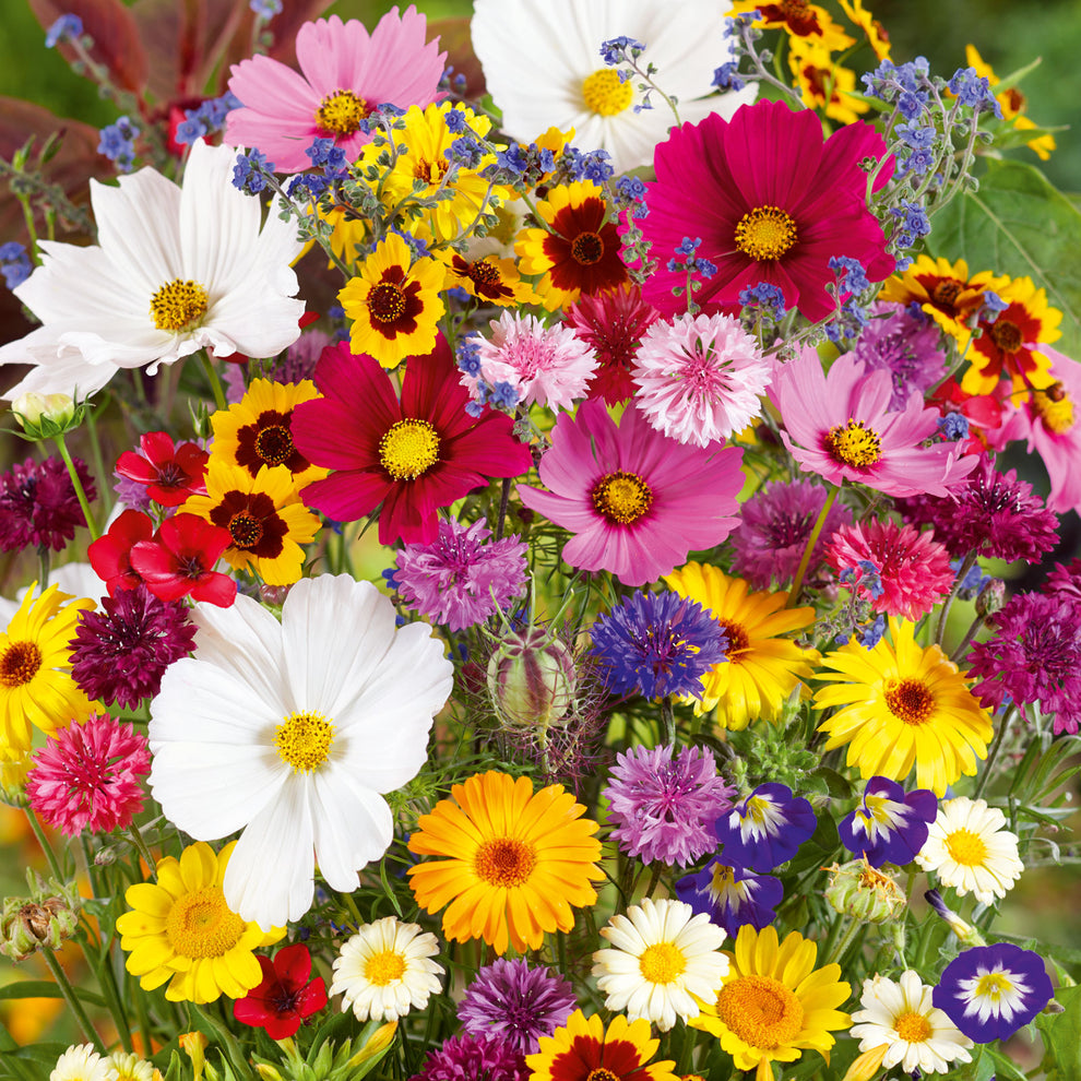 Country Garden Flower Seed Mix | Flower Seeds | Eden Brothers