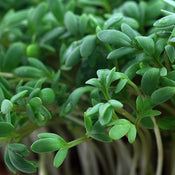 Cress Seeds | Shop 4 Varieties | Eden Brothers