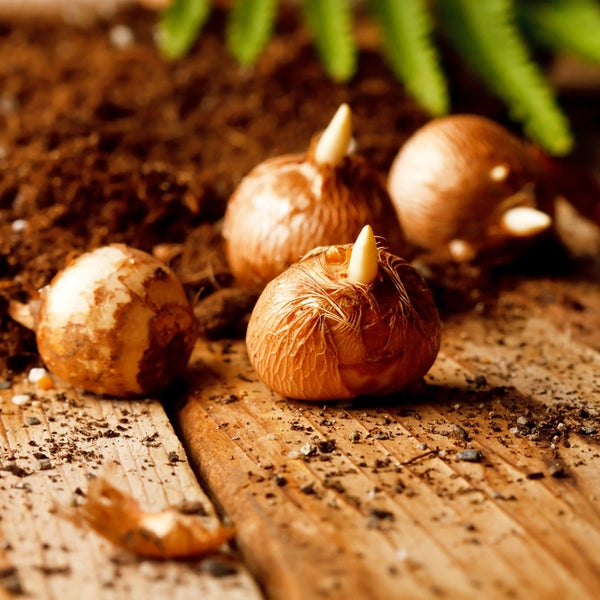 Saffron Crocus Sativus Bulbs | Buy Crocus Bulbs in Bulk at Eden Brothers