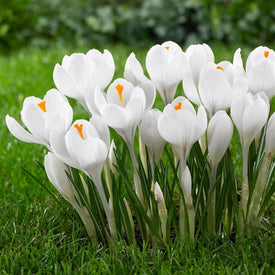 Crocus Bulbs | Shop 10 Varieties | Eden Brothers
