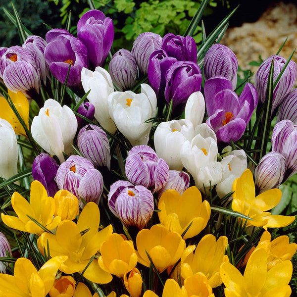 Crocus Bulbs - Large Flowering Mix | Buy Crocus Bulbs in Bulk at ...