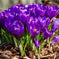 Crocus Bulbs - Remembrance | Buy Crocus Bulbs in Bulk at Eden Brothers