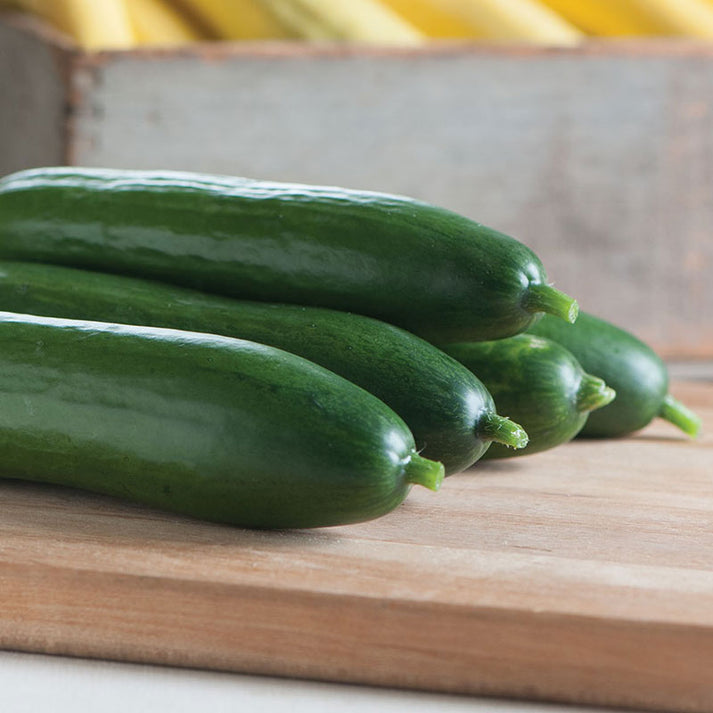 Cucumber Seeds - Diva | Vegetable Seeds in Packets & Bulk | Eden Brothers