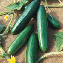 Cucumber Seeds - Diva | Vegetable Seeds in Packets & Bulk | Eden Brothers