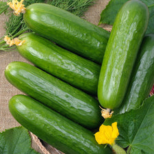 Cucumber Seeds (Heirloom) | Shop 15 Varieties | Eden Brothers