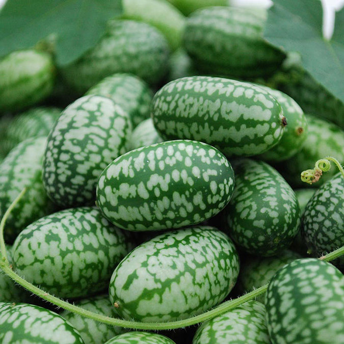 Cucumber Seeds - Mexican Sour Gherkin | Vegetable Seeds in Packets ...
