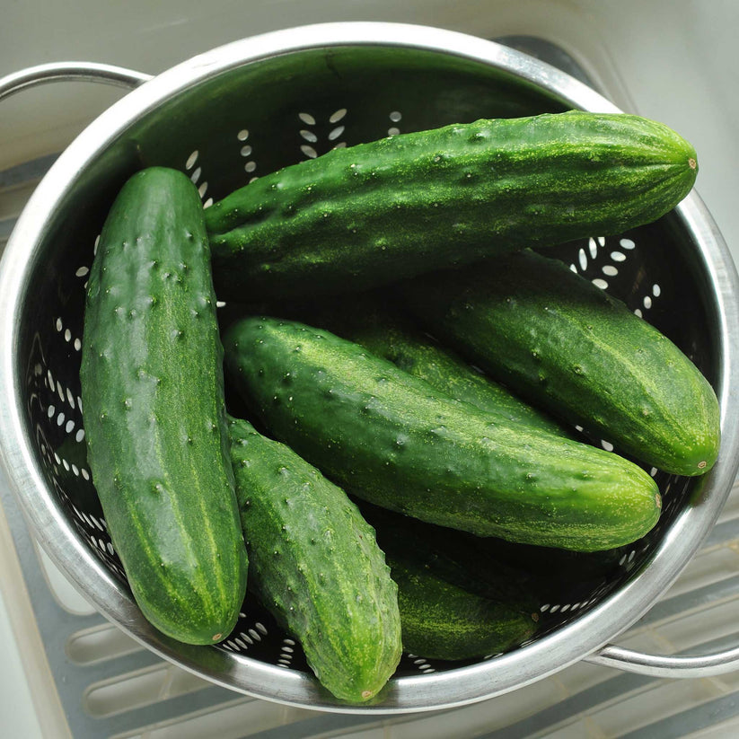 Cucumber Seeds - Patio Snacker | Vegetable Seeds in Packets & Bulk ...