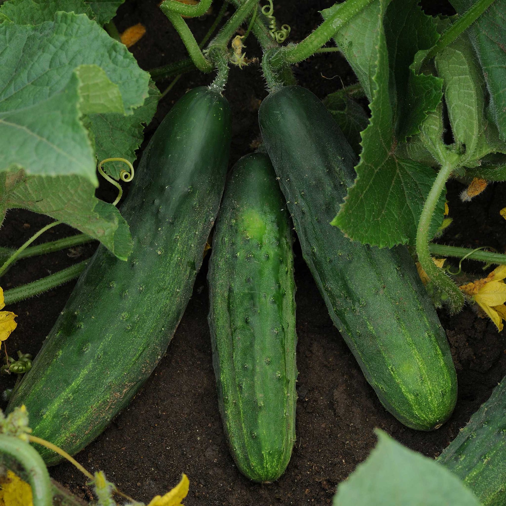 Cucumber Seeds - Patio Snacker | Vegetable Seeds in Packets & Bulk ...