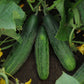Cucumber Seeds - Patio Snacker | Vegetable Seeds in Packets & Bulk ...
