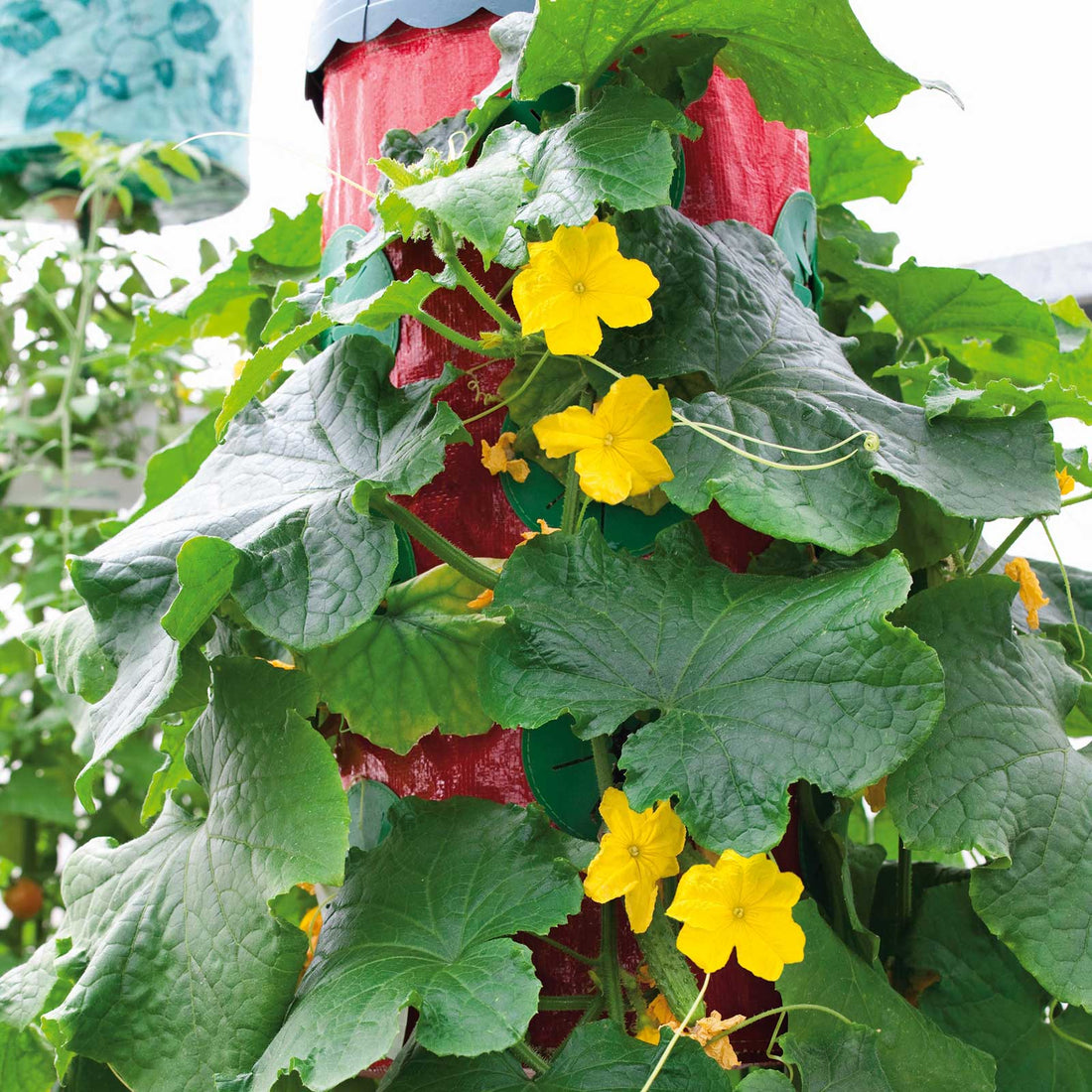 Cucumber Seeds - Patio Snacker | Vegetable Seeds in Packets & Bulk ...